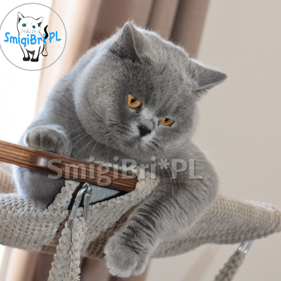 Koty brytyjskie niebieskie — koty do adopcji - Smigibri PL Hodowla Kotów Brytyjskich