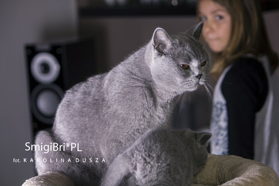 Galeria - Smigibri PL Hodowla Kotów Brytyjskich